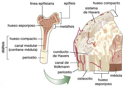 Curso Anatomía y Fisiología Animal