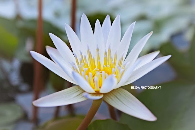 Bunga | Hesda Creative