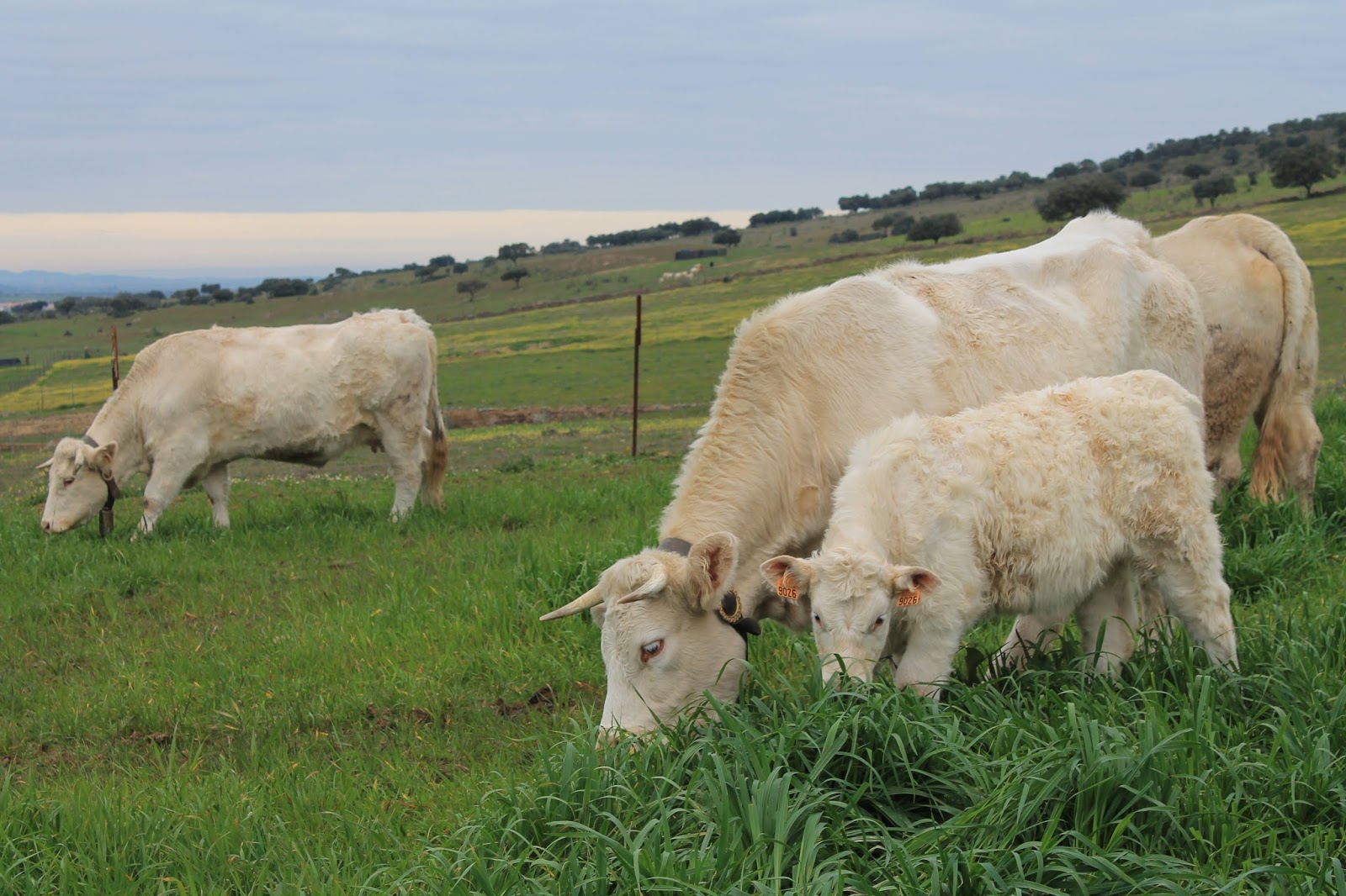 Charolés TRIGO GARCÍA: REPRODUCTORAS