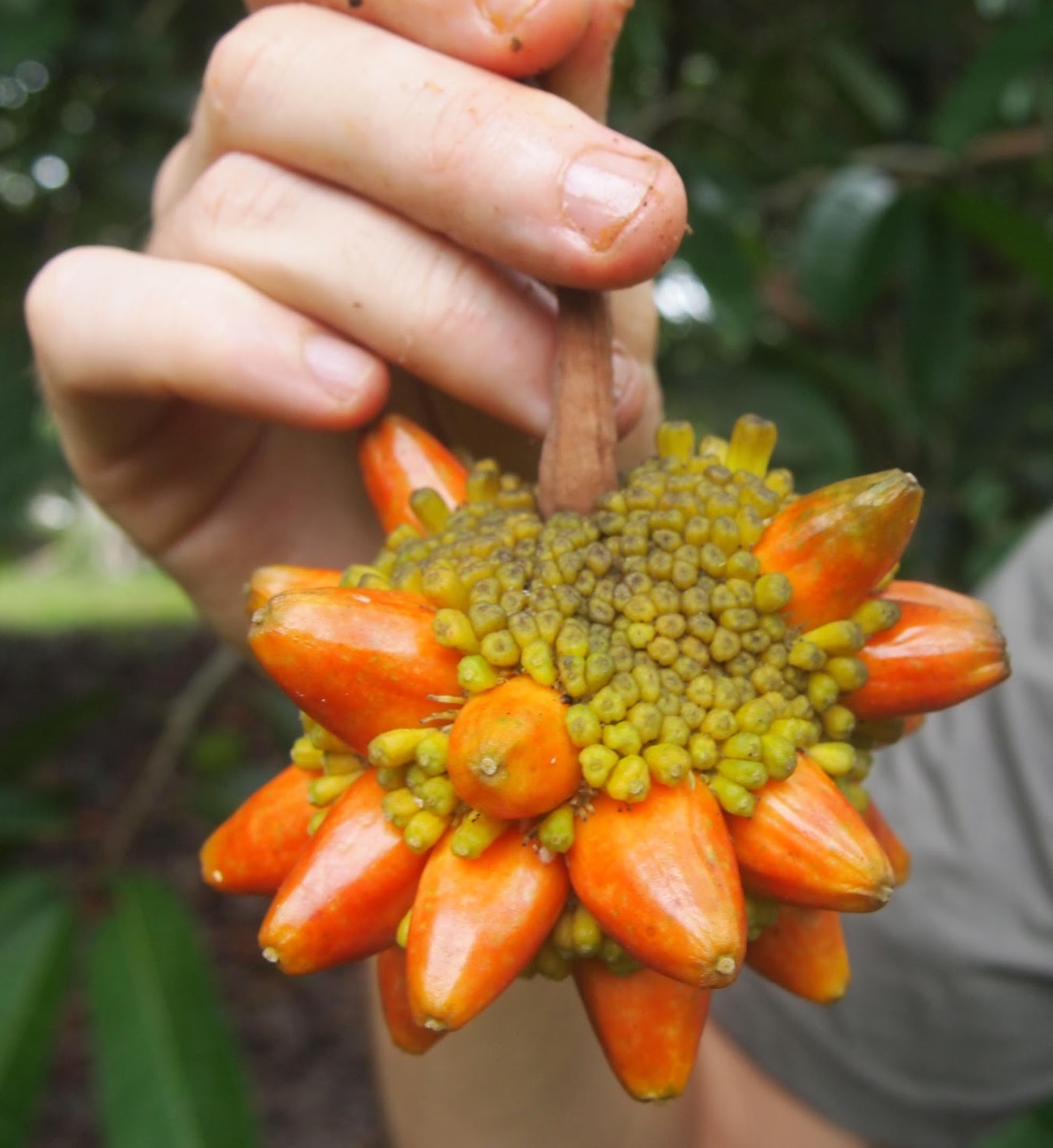 BLOG DA PLANTAMUNDO: Dezembro 2015