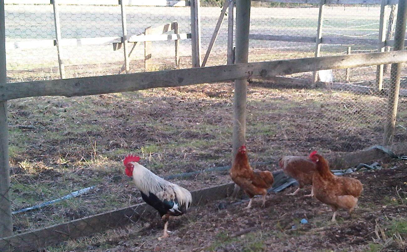 PARCELA LA RAMPLA: GALLINAS COLLONKAS ENANAS, LA OTRA LINEA DE GALLINAS ...