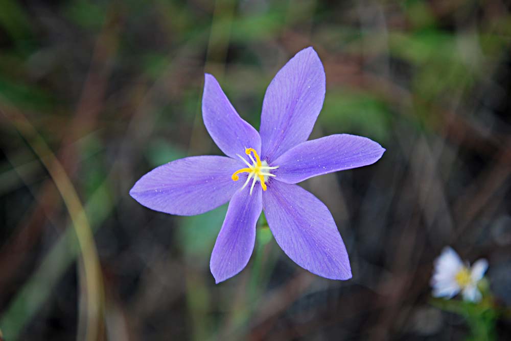Space Coast Wildflowers: Tosohatchee WMA, November 17, 2011