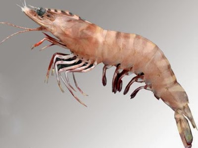 MACAM-MACAM PRODUK PEMBUDIDAYAAN UDANG ~ Prakarya