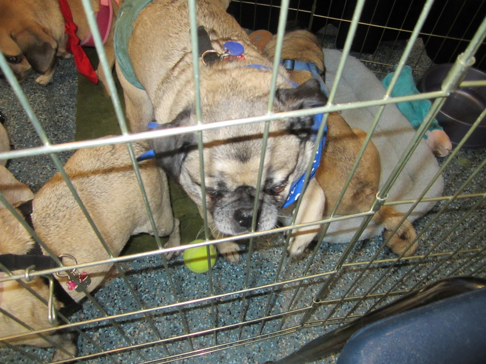 Wild Alaskan Mountain Pug>>>>>>in FLORIDA!