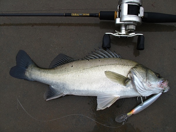 ANGLING WORLD 魔魚釣界: Monster Fish in China - Yellow Cheek!!