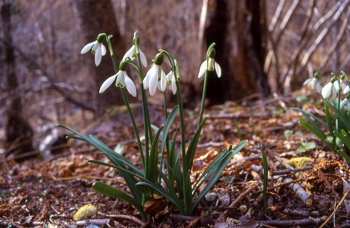 Le coin des herbes de Laurent: Le perce-neige : fleur hivernale ...
