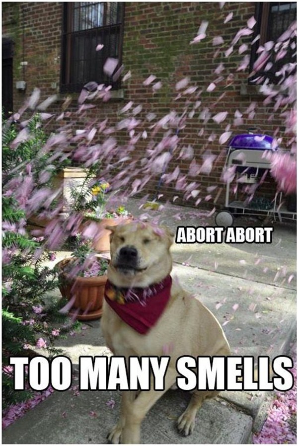 I luv spring (2 pics) | Amazing Creatures