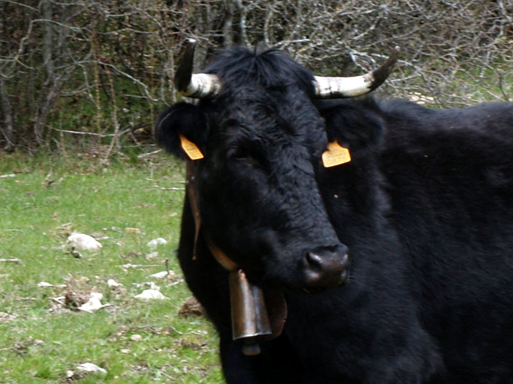 MONTAÑAS DE CARTAGENA: SENDERISMO : Toro (Bos taurus)