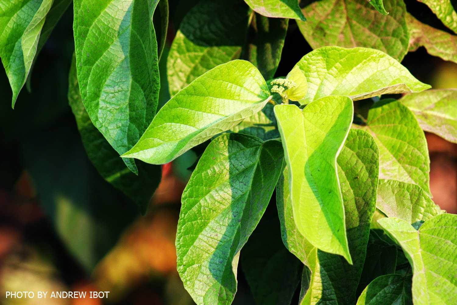 Ako si ANDREW IBOT!: Alagaw (Premna Odorata Blanco)