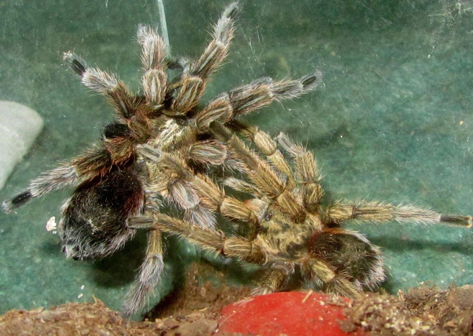 Tarántulas Chilenas : Euathlus sp dorada Cópula