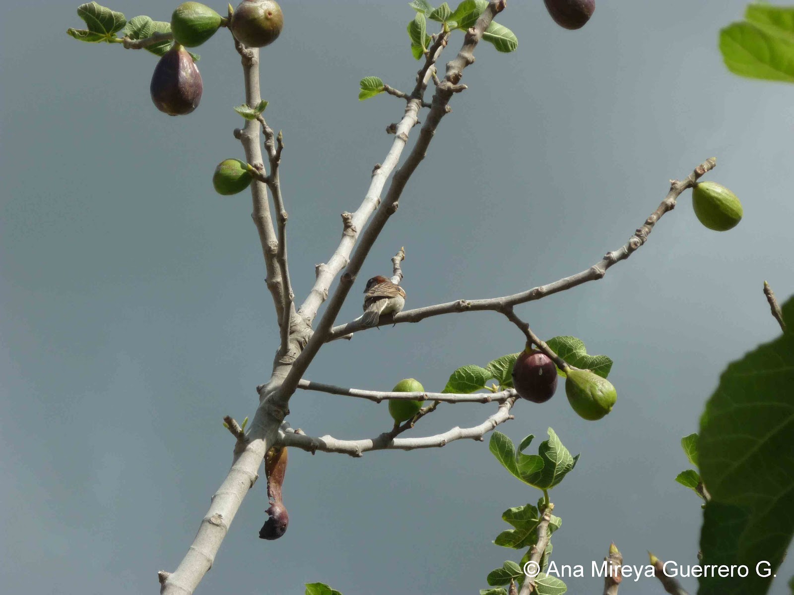 Ecuador: personajes y especies (Galápagos y Continente): “Gorrión ...