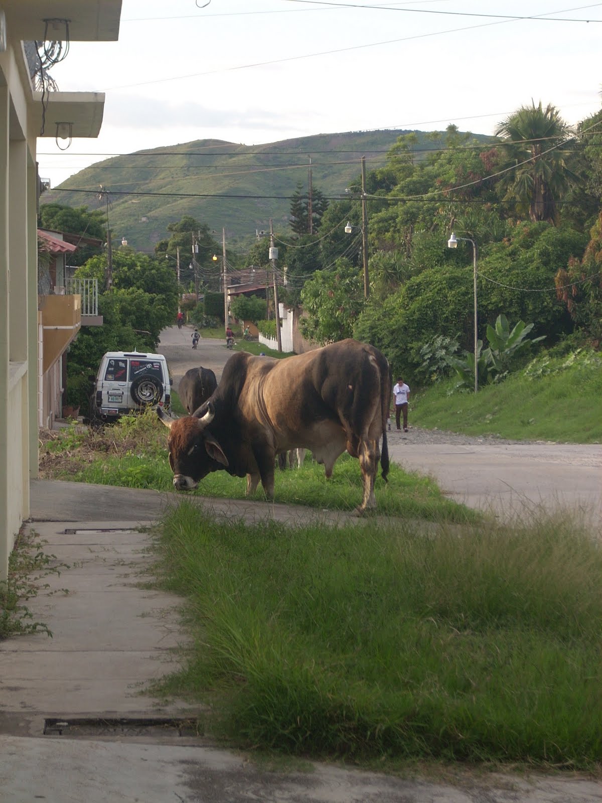 Adventures in Honduras: Animals Animals Animals