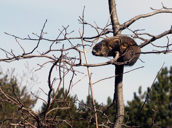 Hybrid Birder: Groundhog Up In a Tree