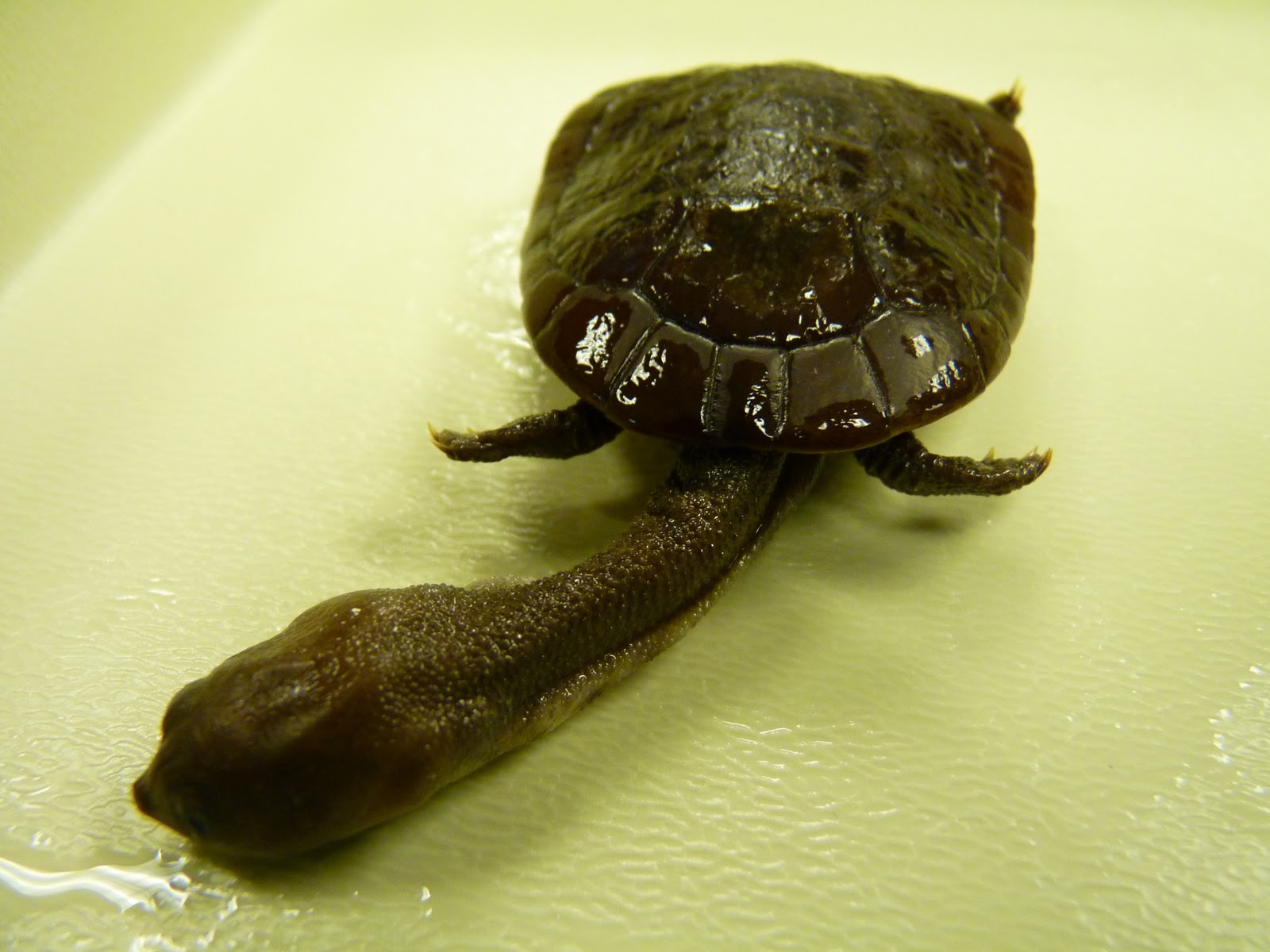 Biology of the Reptilia: Lab #2. Testudines. Alex V and Jeff W