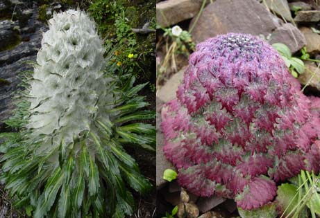 Herbs-Treat and Taste: SNOW LOTUS: SPECTACULAR SNOW LOTUS - AN AMAZING HERB