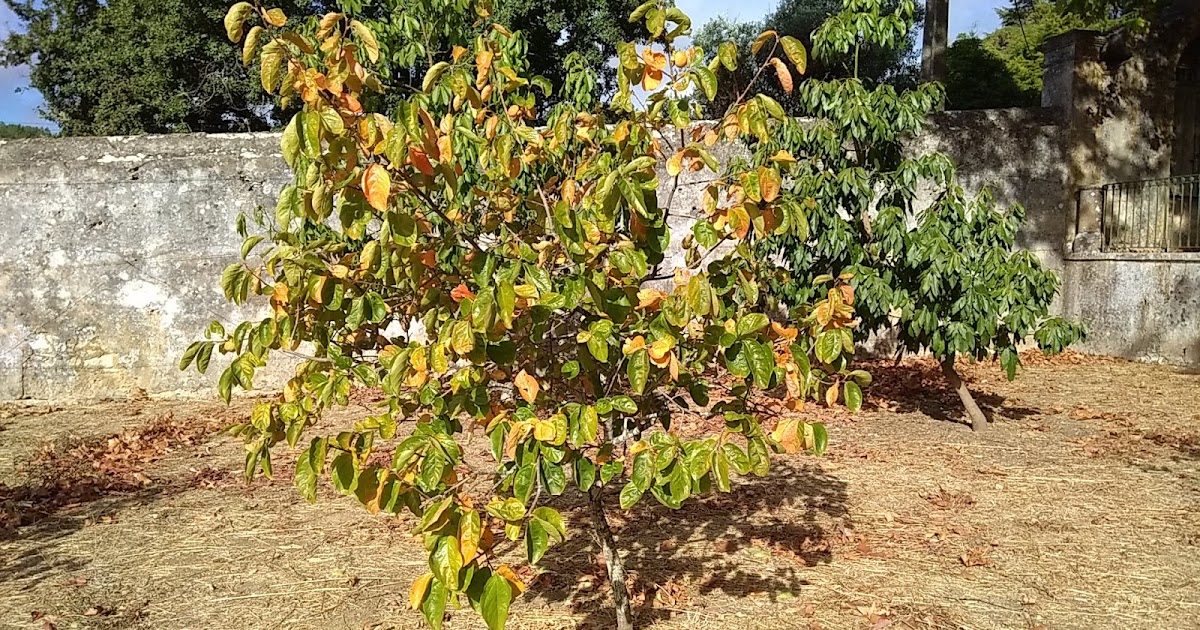 JARDIM MINHOTO: PODA DE DIOSPIREIROS