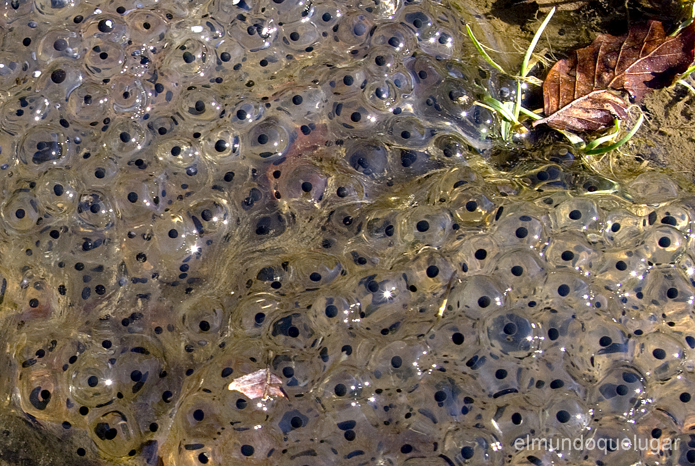 elmundoquelugar: Ranas