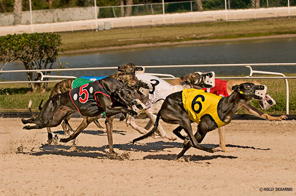 Holly DeGarmo Photography: Greyhounds At The Sarasota Kennel Club