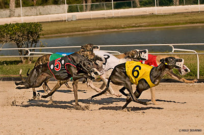 Holly DeGarmo Photography: Greyhounds At The Sarasota Kennel Club