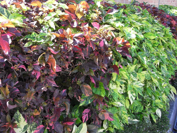Gardening South Florida Style: Fast Growing Shrubs in South Florida II