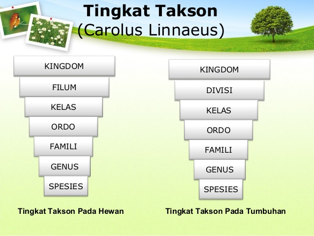 Ajekwel: Apa itu taksonomi ? beserta klasifikasinya