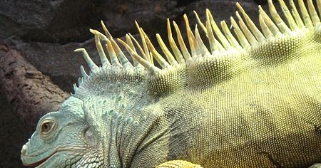 LEARN THE NAMES OF SOME ANIMALS IN THE YORUBA LANGUAGE ~ Speak it Right ...