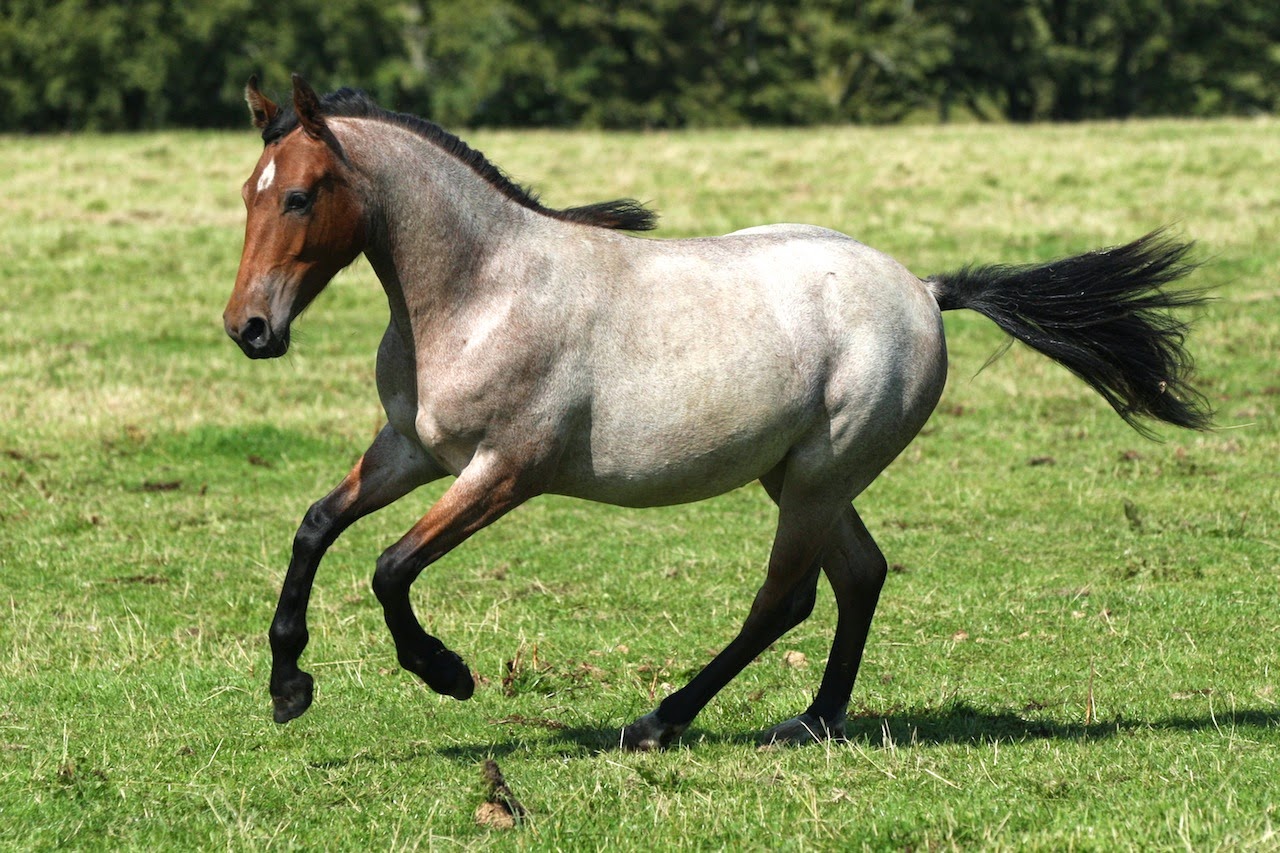 Chamfron Stud : Chamfron Perdita - 16 months old