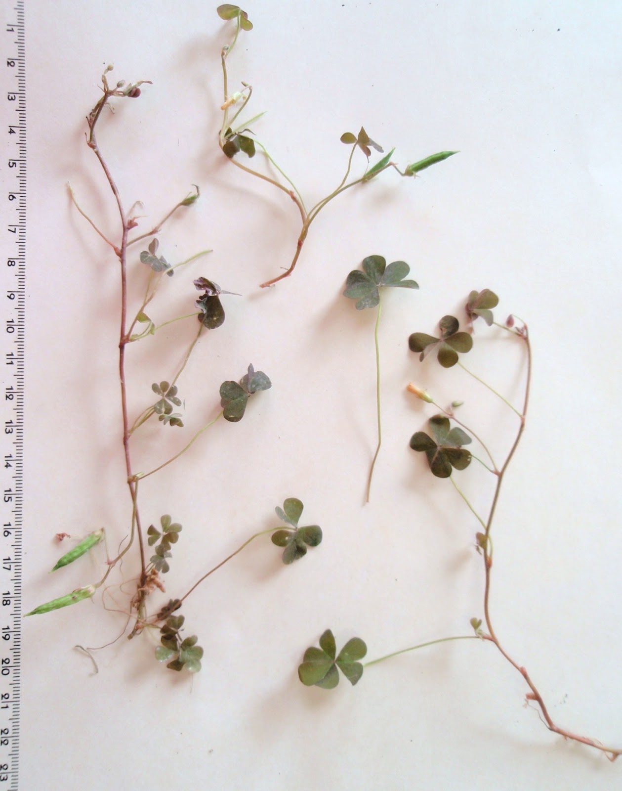 HERBARIO VIRTUAL DE BANYERES DE MARIOLA Y ALICANTE: Oxalis corniculata ...