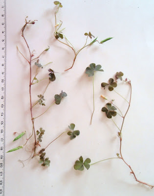 HERBARIO VIRTUAL DE BANYERES DE MARIOLA Y ALICANTE: Oxalis corniculata ...