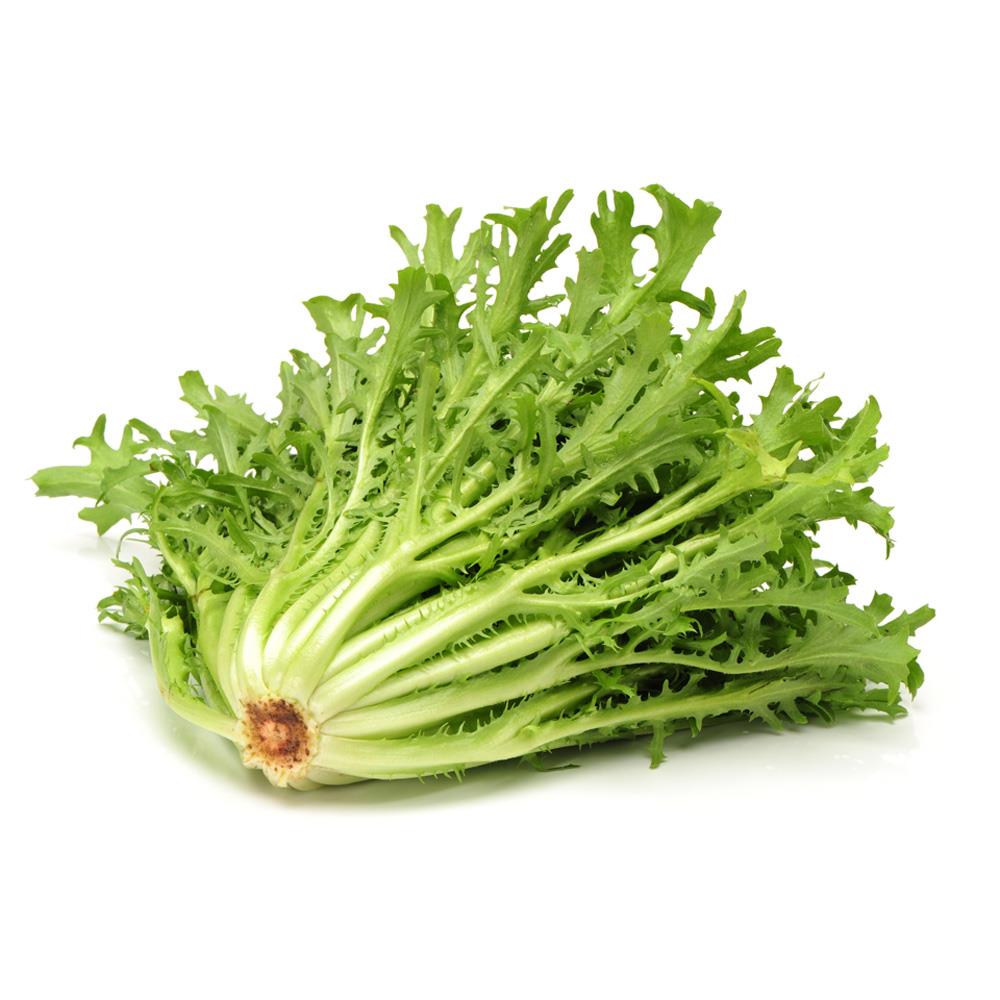 Como plantar chicória Cultivar Plantas Como Plantar