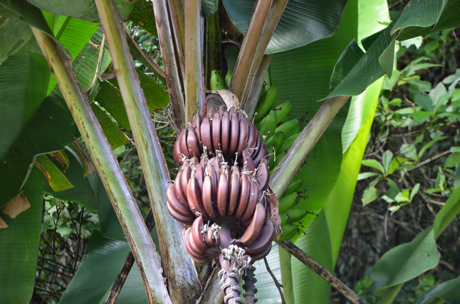 FLORACIONES EN MÁLAGA Y MÁS: Flora ornamental de Panamá y Costa Rica