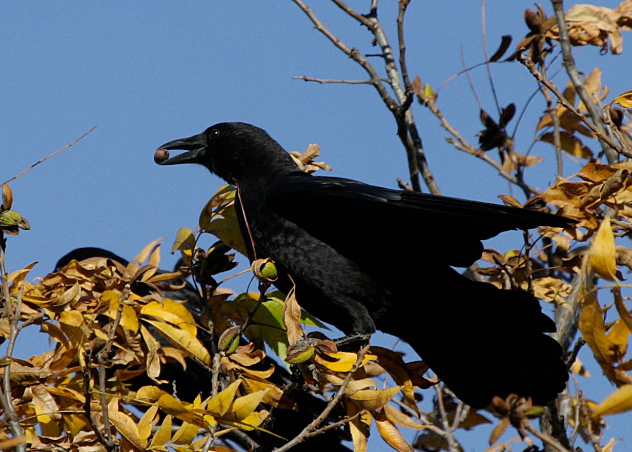 Environmental Almanac: People wonder, what do crows think?