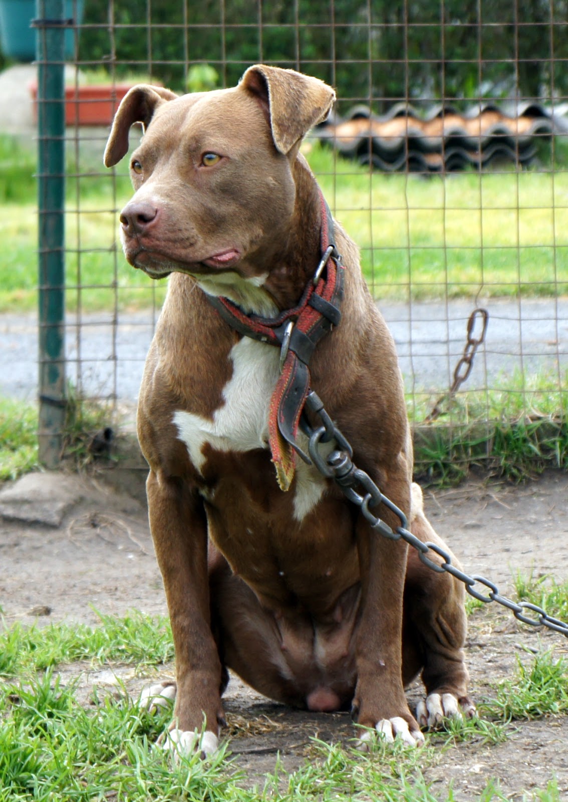 ARTICULOS Y ESTUDIOS DE LOS PERROS DE GUARDA Y DEFENSA: CRITERIOS DE ...