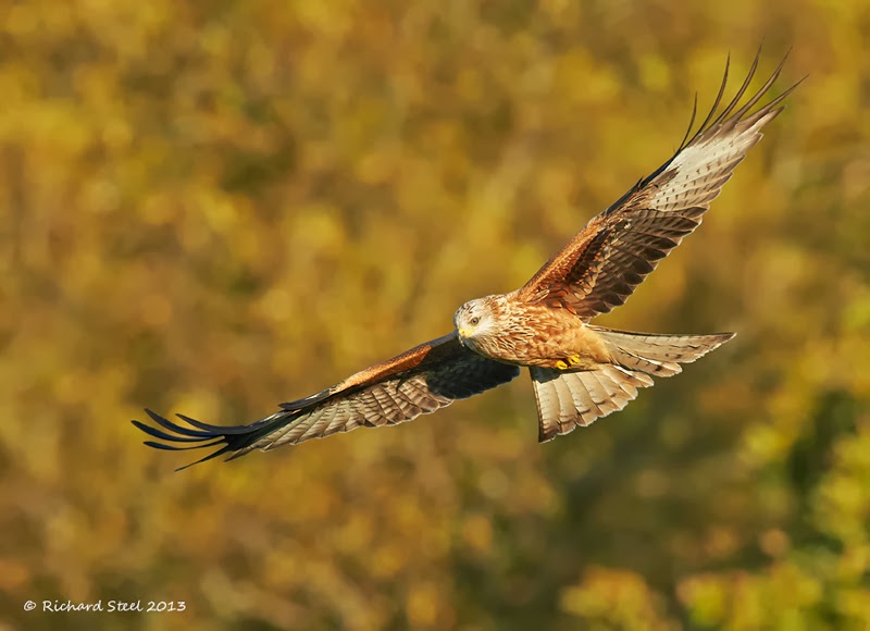 Wildlife Photographic Journals: Prime Time Kites