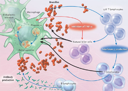 Banco de Sangre: 2.3.- El sistema del complemento