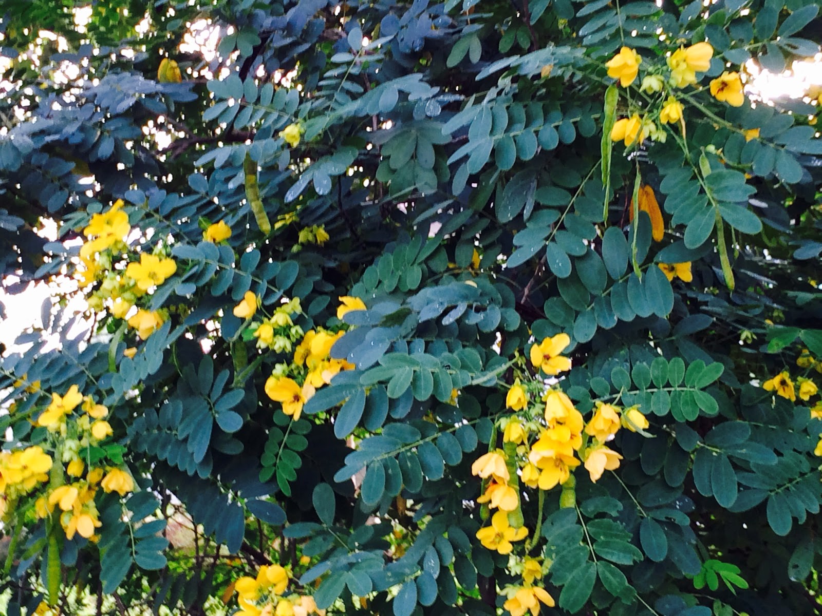 Amazing Avaram Poo ( Cassia auriculata)