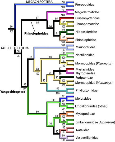 About Bats Classification and evolution
