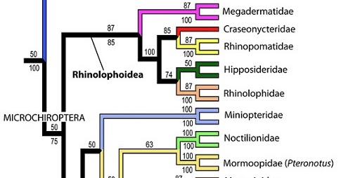About Bats Classification and evolution