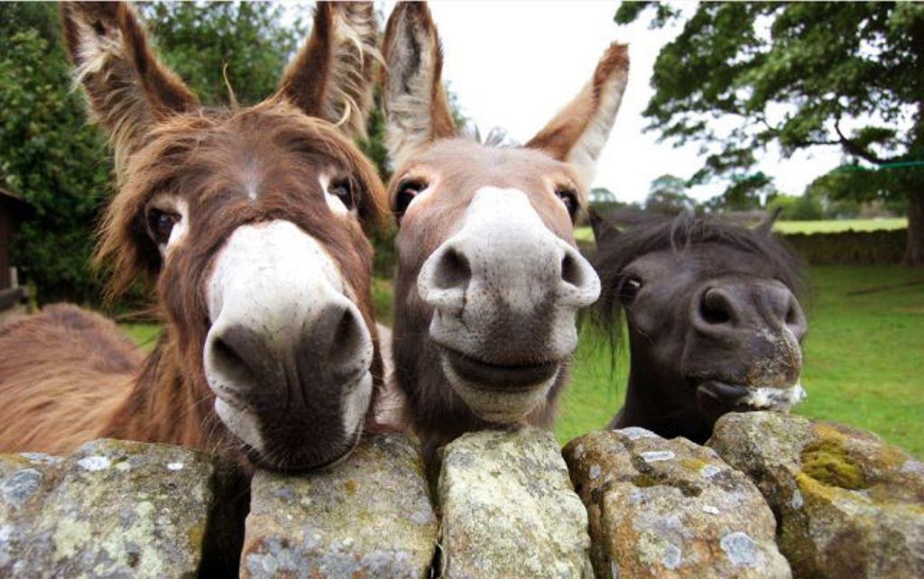 El Hombre de la Rosa: ¡¡¡POEMA DE LOS TRES ASNOS!!!