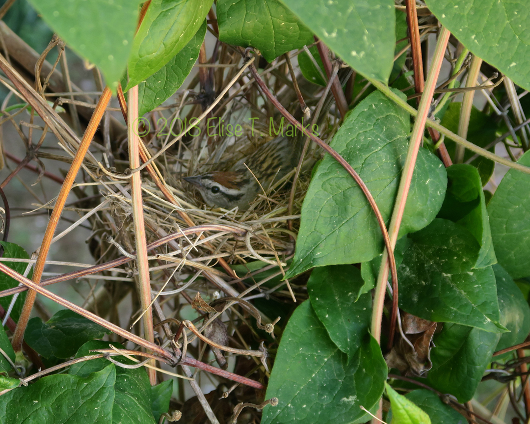 Elise Creations & Passions: Chipping Sparrow Nesting