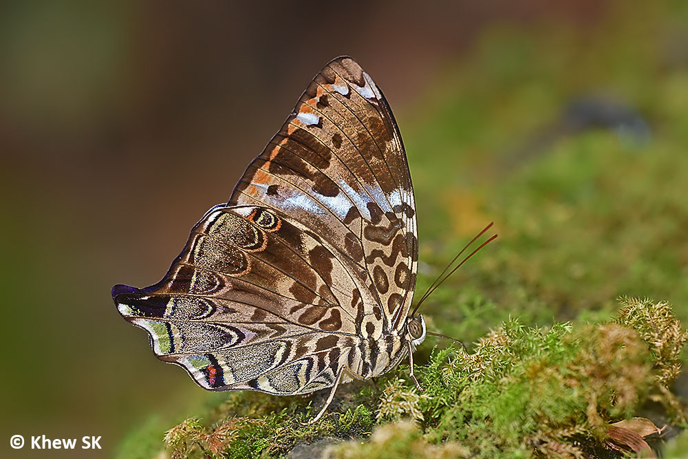 Butterflies of Singapore: Apr 20, 2019