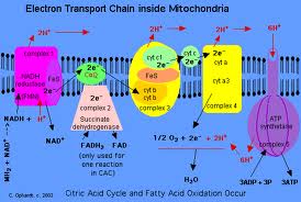 MICROBIAL METABOLISM CONTD..