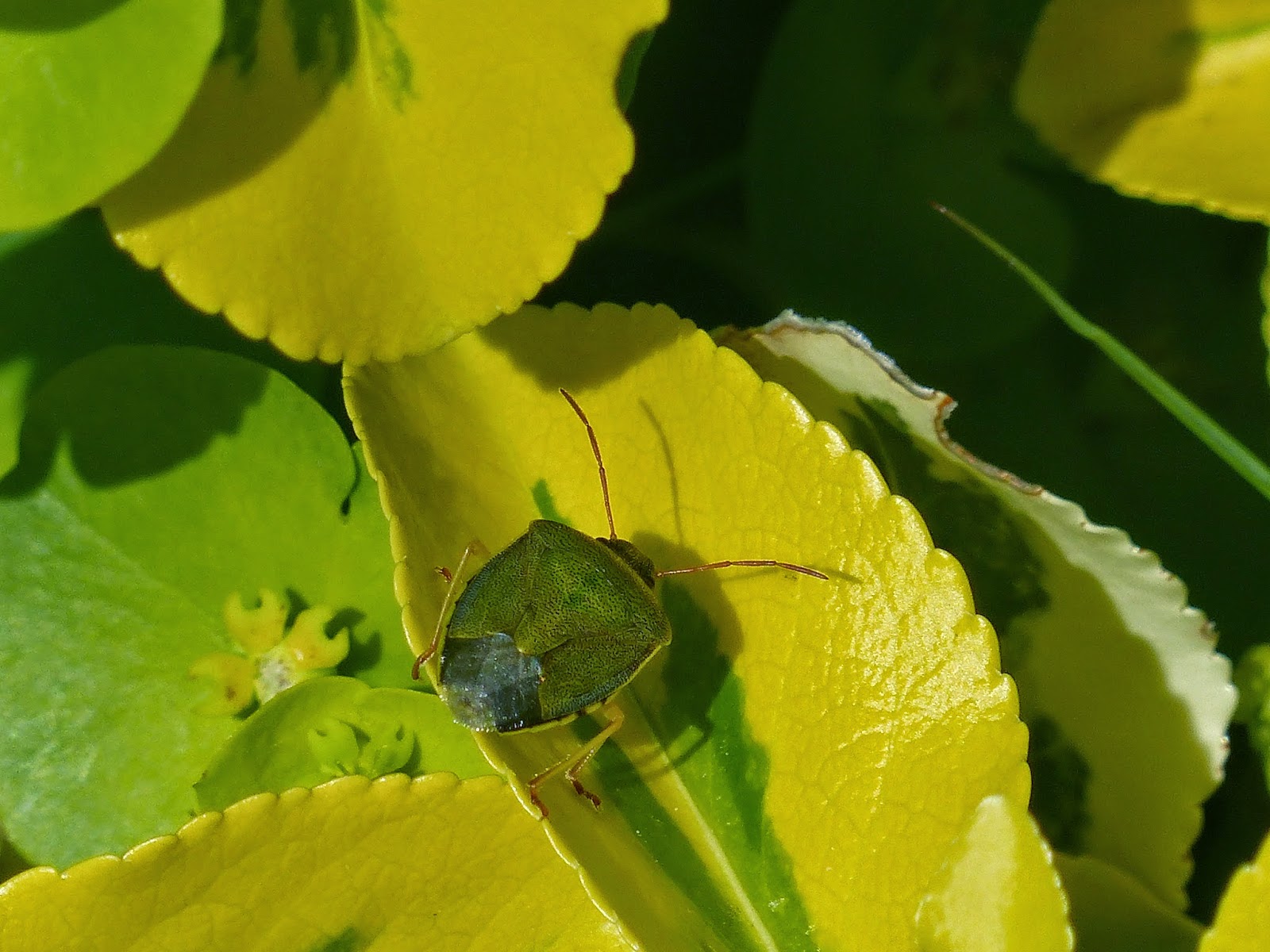 Wild and Wonderful: Tree Following - April to May
