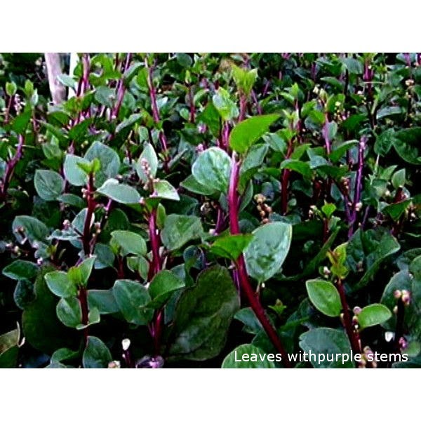 Herbal Plants In Sri Lanka Pdf at Nina Roberts blog