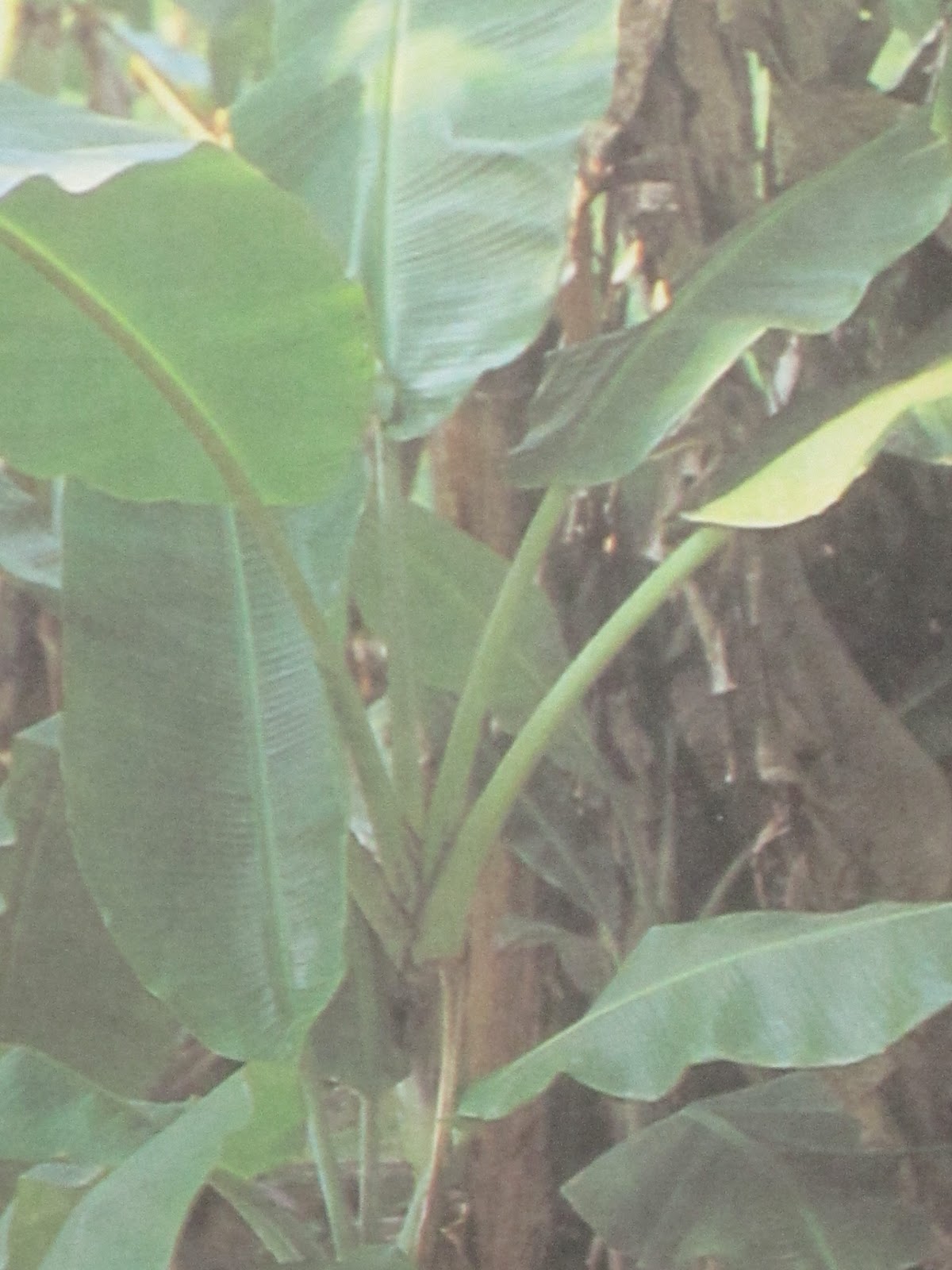 herbal leaves, herbal medicine plants and treatments: January 08, 2012