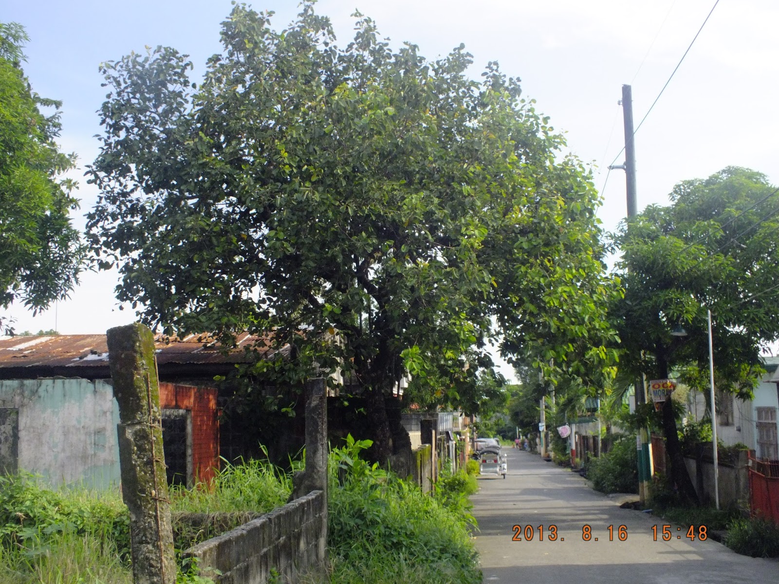 Photography with Dr. Ernie.: lomboy flowers, Syzygium_cumini