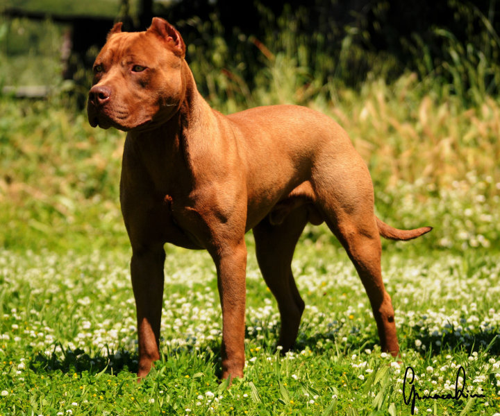 Blog do Pit Bull: American pit bull terrier - Padrão oficial UKC
