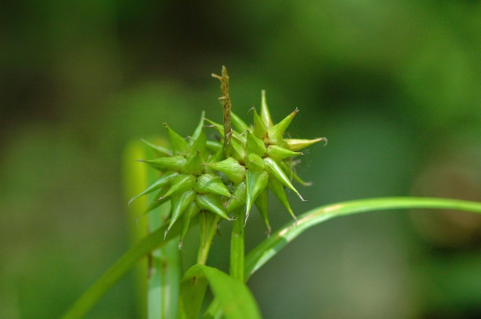 Field Biology in Southeastern Ohio: Carex Sedges part 1, big and showy