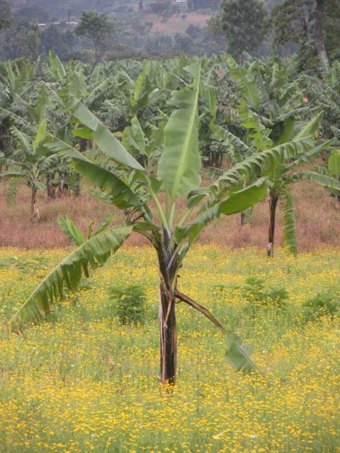 goldengreenandbluedays: for the love of matoke...