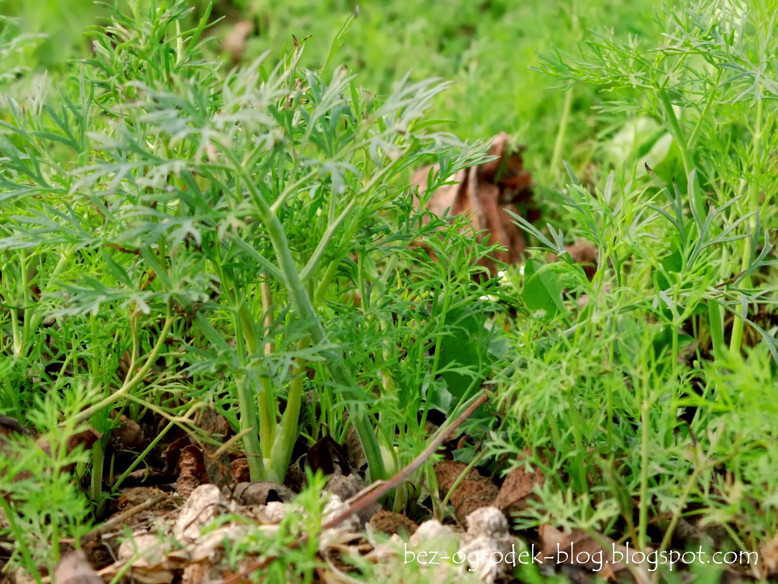 Koperek, k****! | BEZ OGRÓDEK | blog ogrodniczy